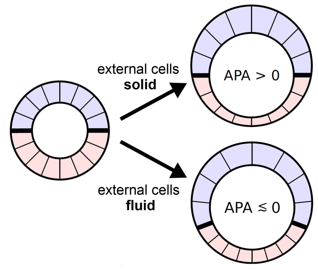 Article on zebrafish organogenesis published in eLife – ManningGroup